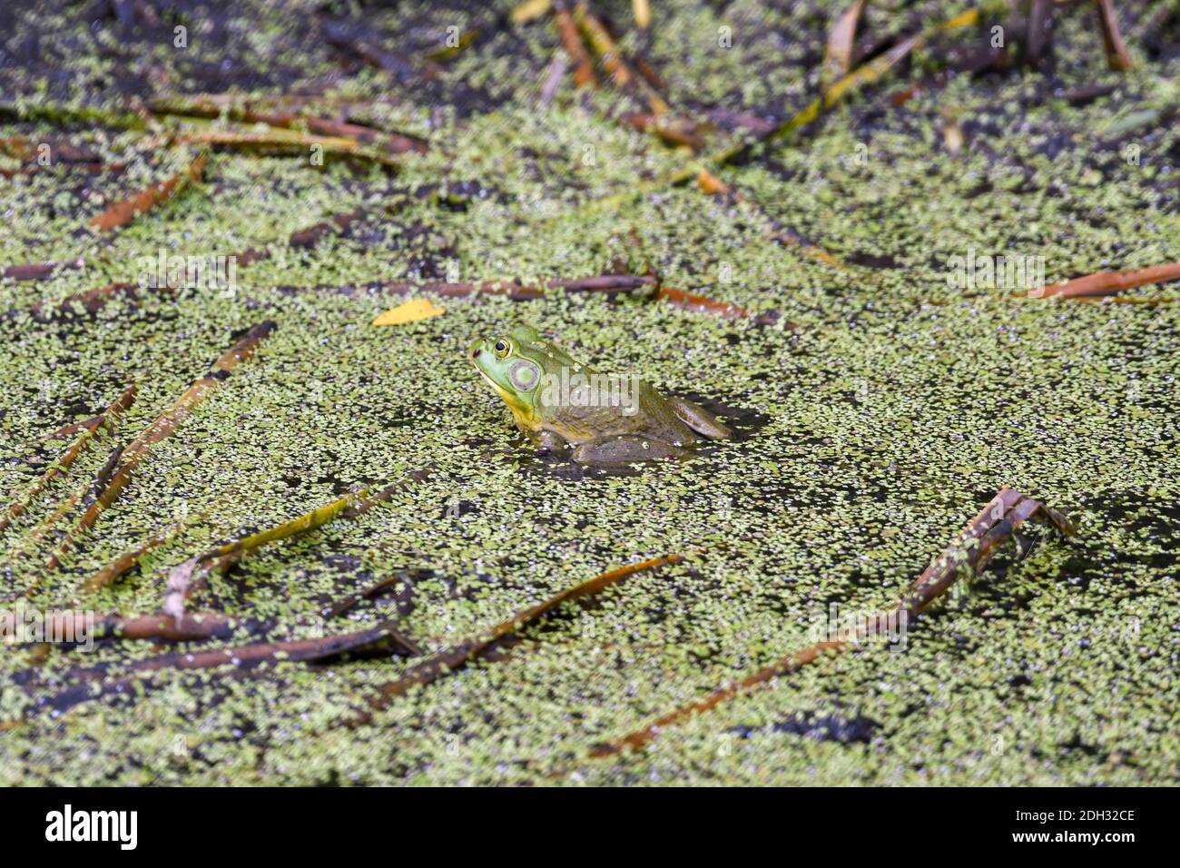 Bullfrog in Shallow Pond with Algae and Tree Sticks and Leaves ...