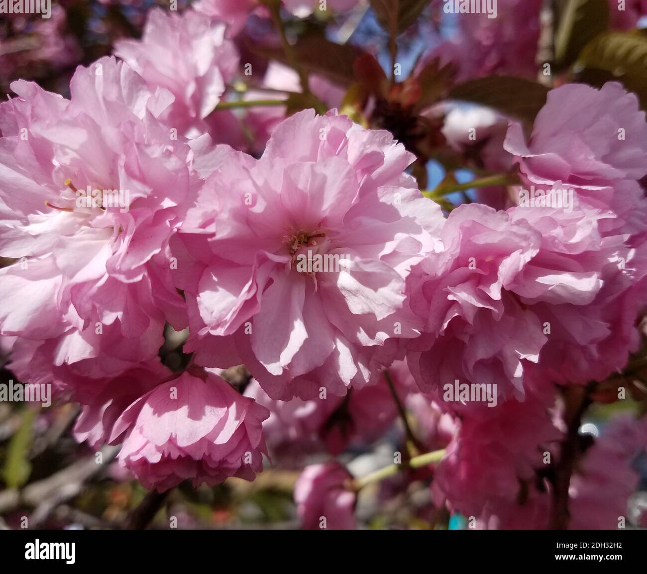 Close-up on blooming pink flower clusters for spring backgrounds Stock ...