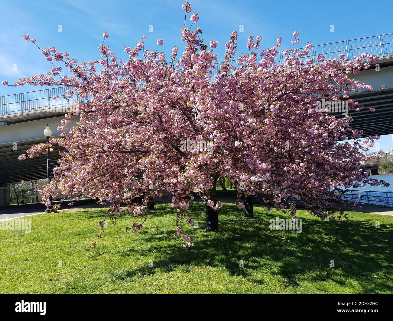 Spring background with a blooming pink flower tree Stock Photo - Alamy