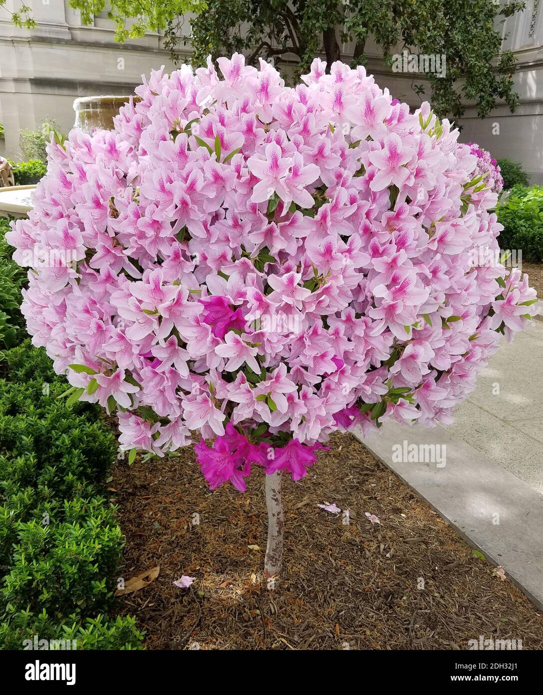 Ornamental globular tree with blooming pink lily flowers for spring ...