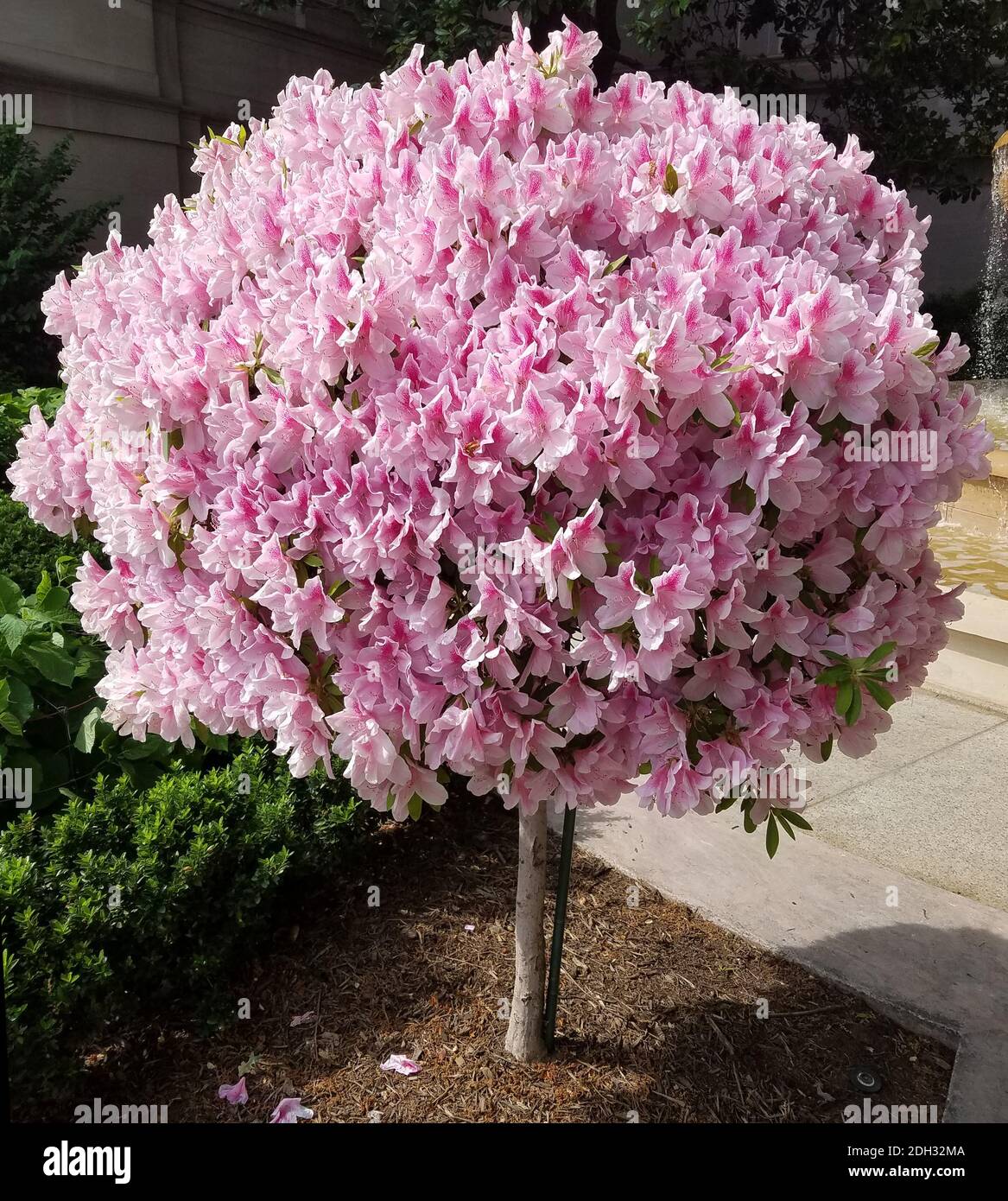 Ornamental tree with blooming pink lily flowers for spring backgrounds ...