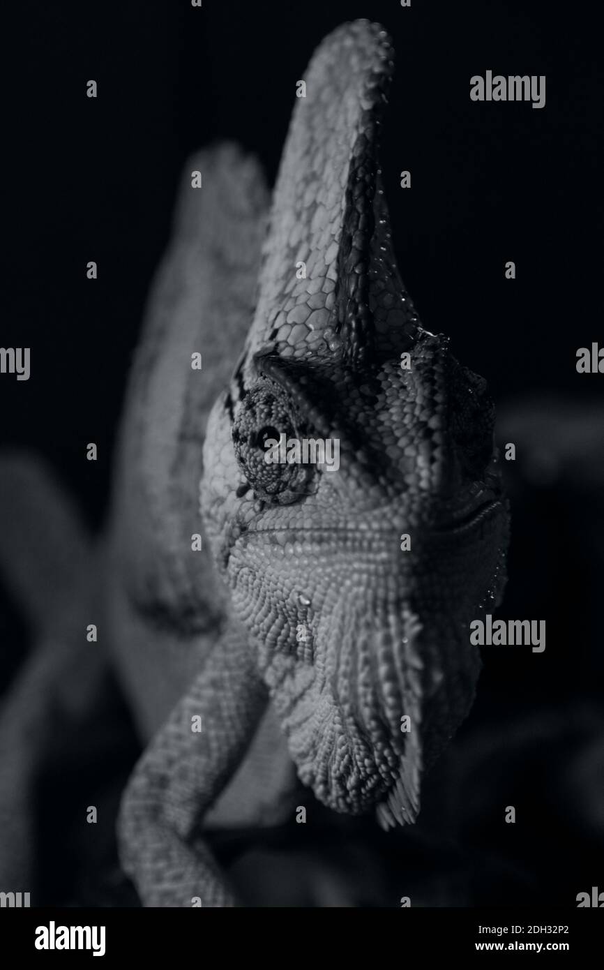 Veiled Chameleon toned in ultimate grey color and walking against black ...