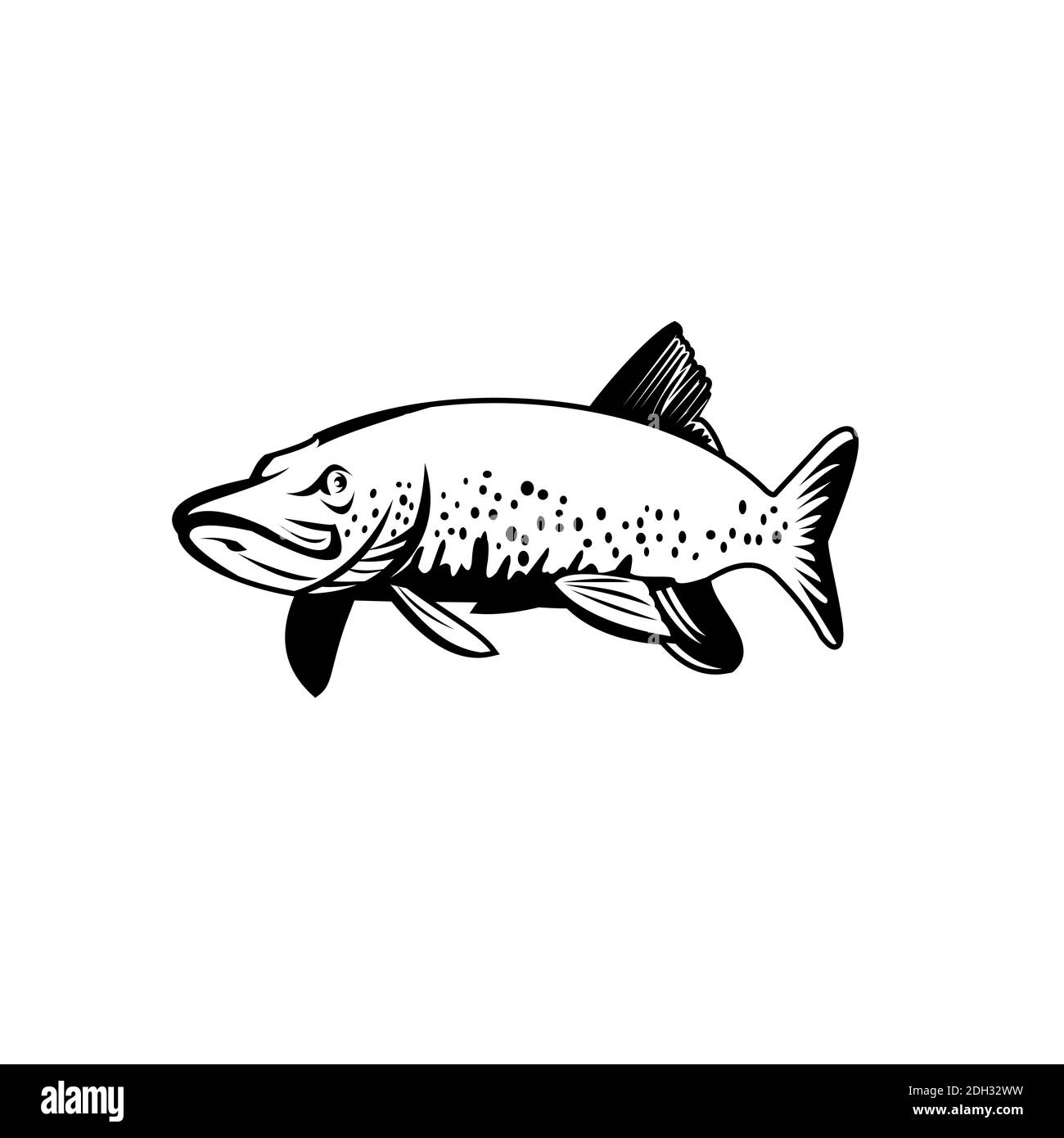 Swimming jack pike hi-res stock photography and images - Alamy