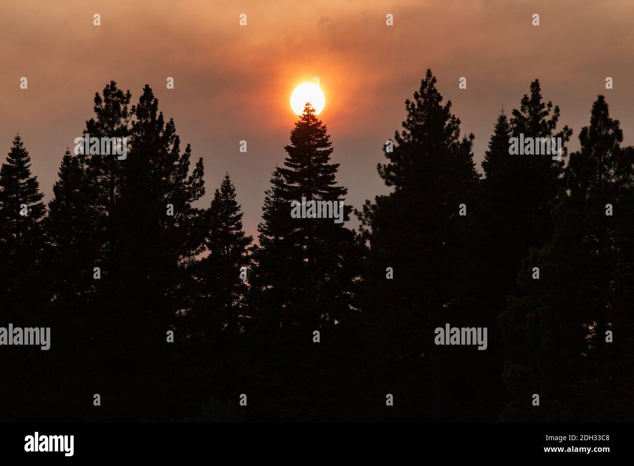 Smoky trees and sun during California Wildfires 2020 Stock Photo - Alamy