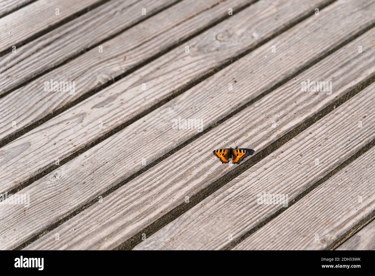 German butterflies hi-res stock photography and images - Alamy