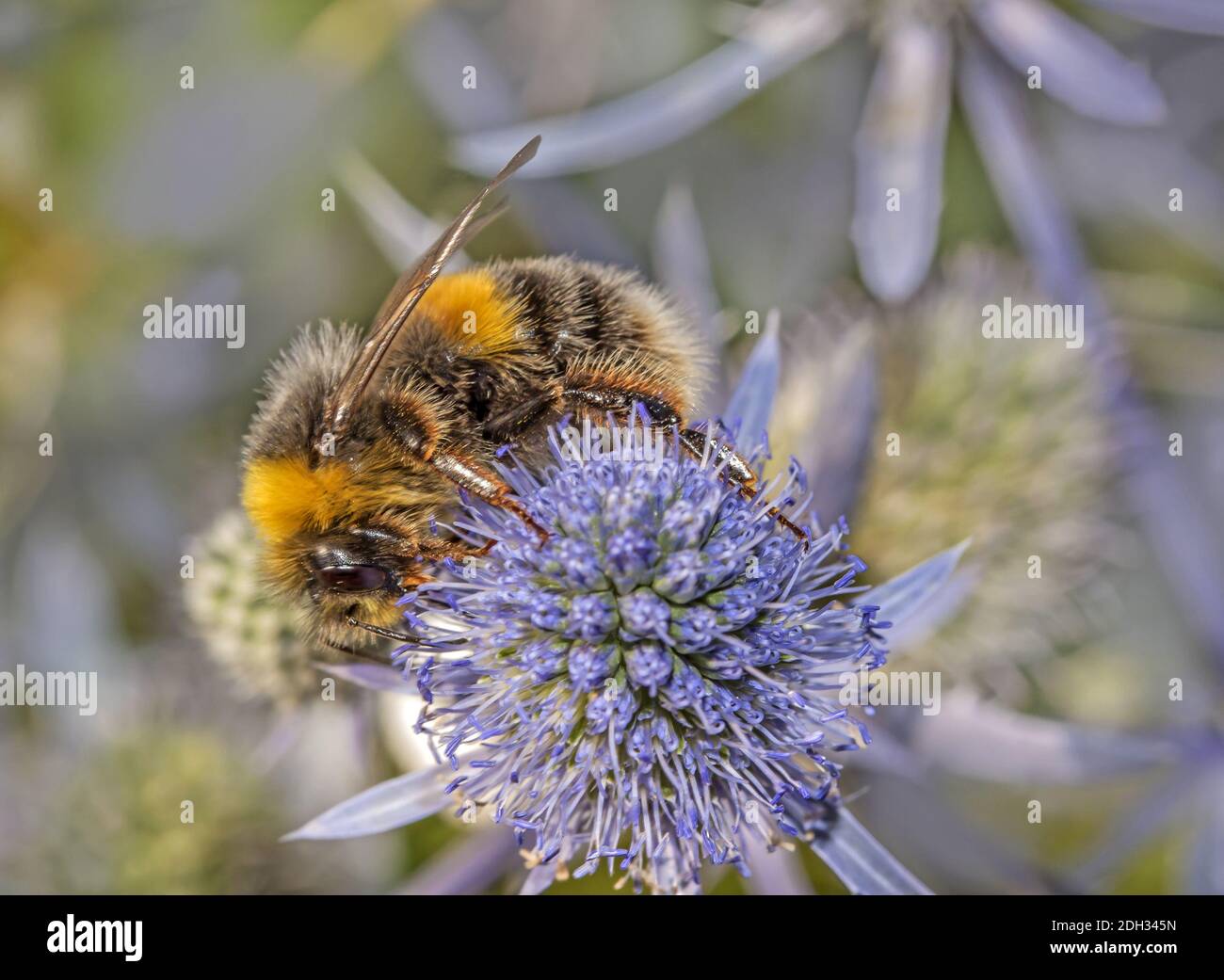 White tailed bumblebee bombus hi-res stock photography and images - Alamy