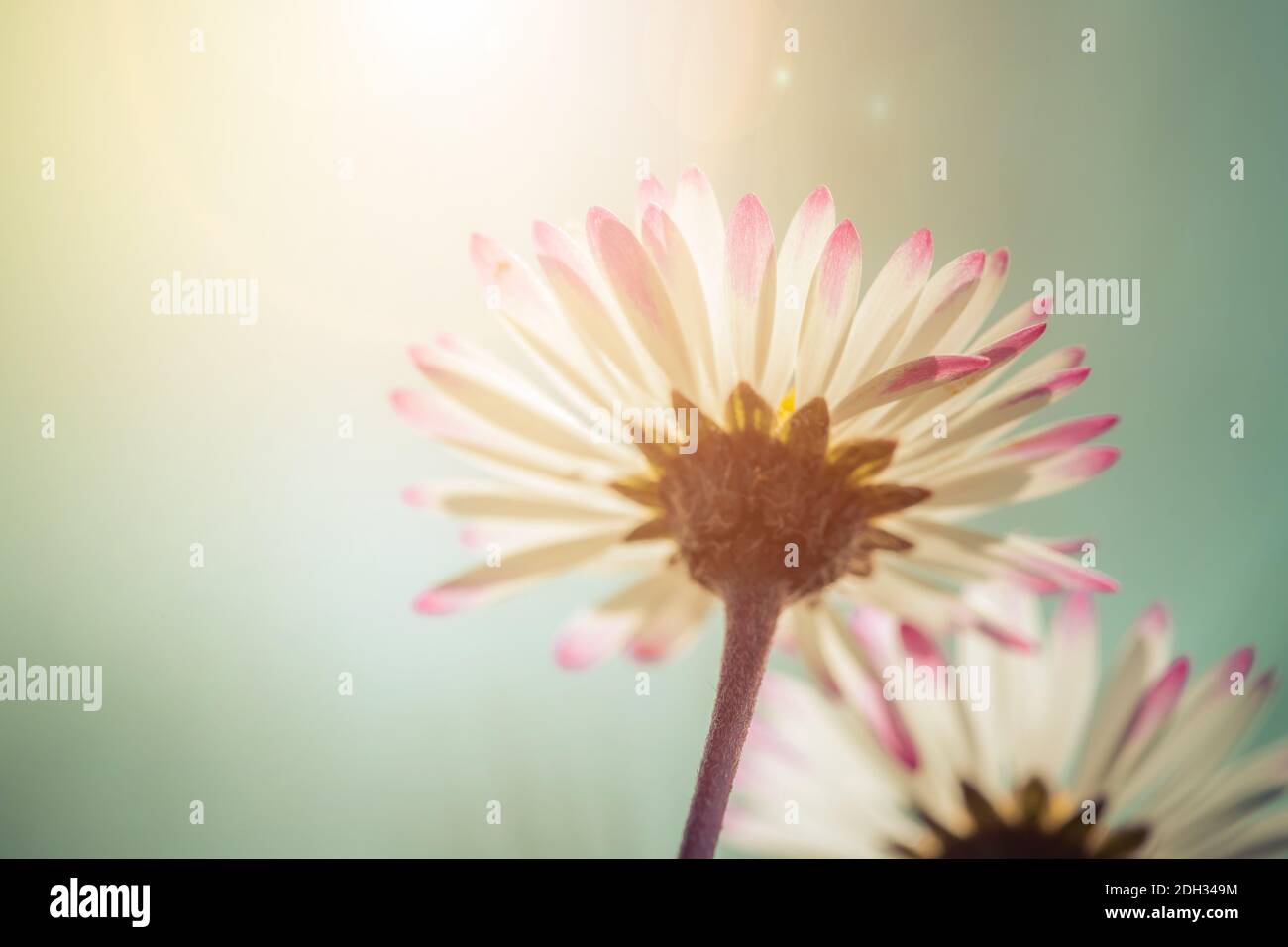 Daisies in springtime: Idyllic macro picture of daisy blossoms Stock ...