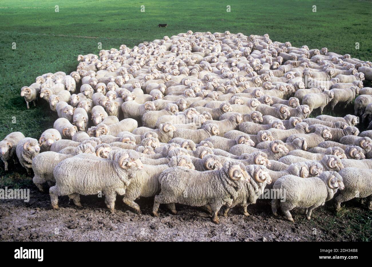 Flock merino sheep australia hi-res stock photography and images - Alamy