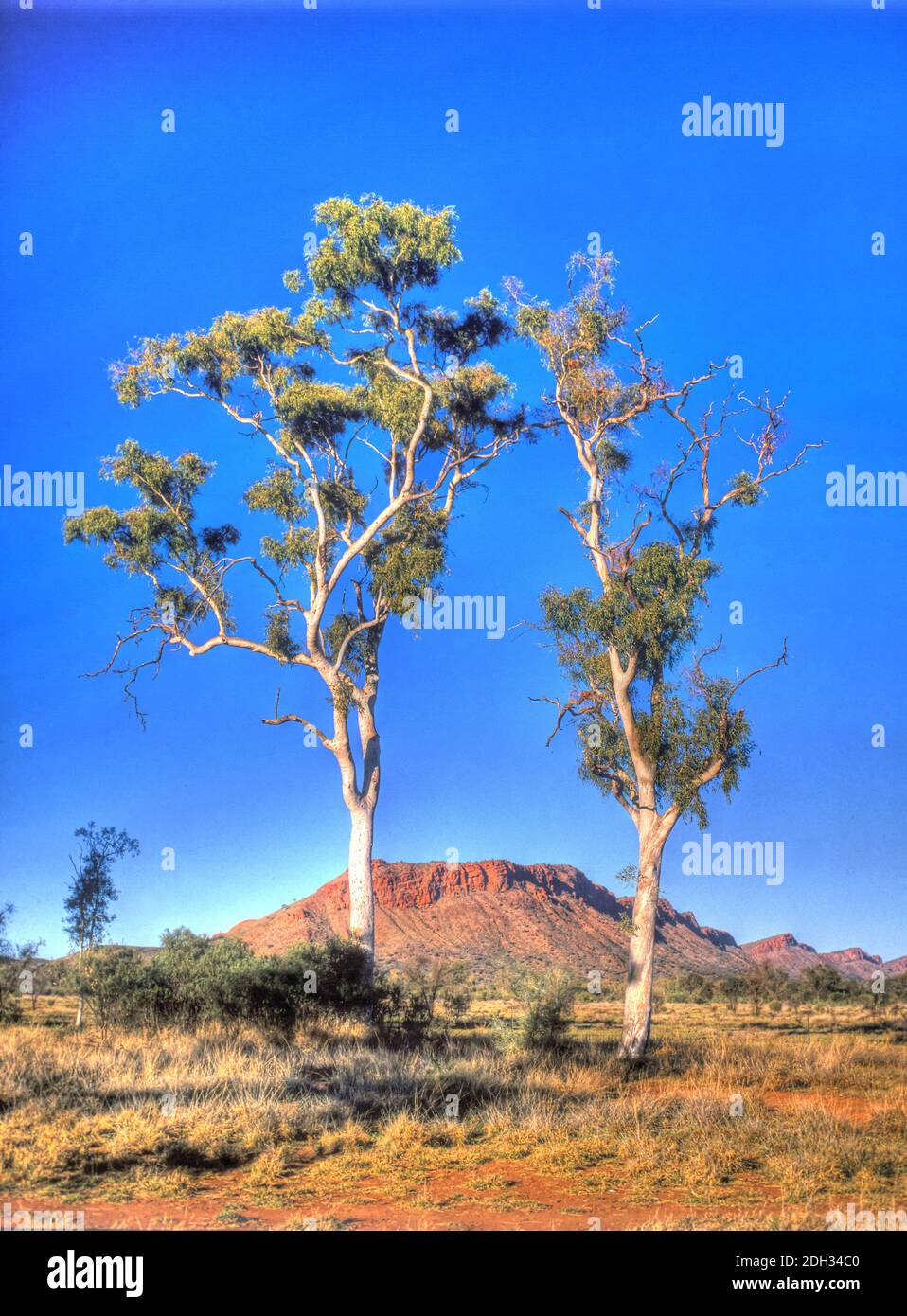 Twin ghost gum trees near Alice Springs, Northern Territory, Australia ...