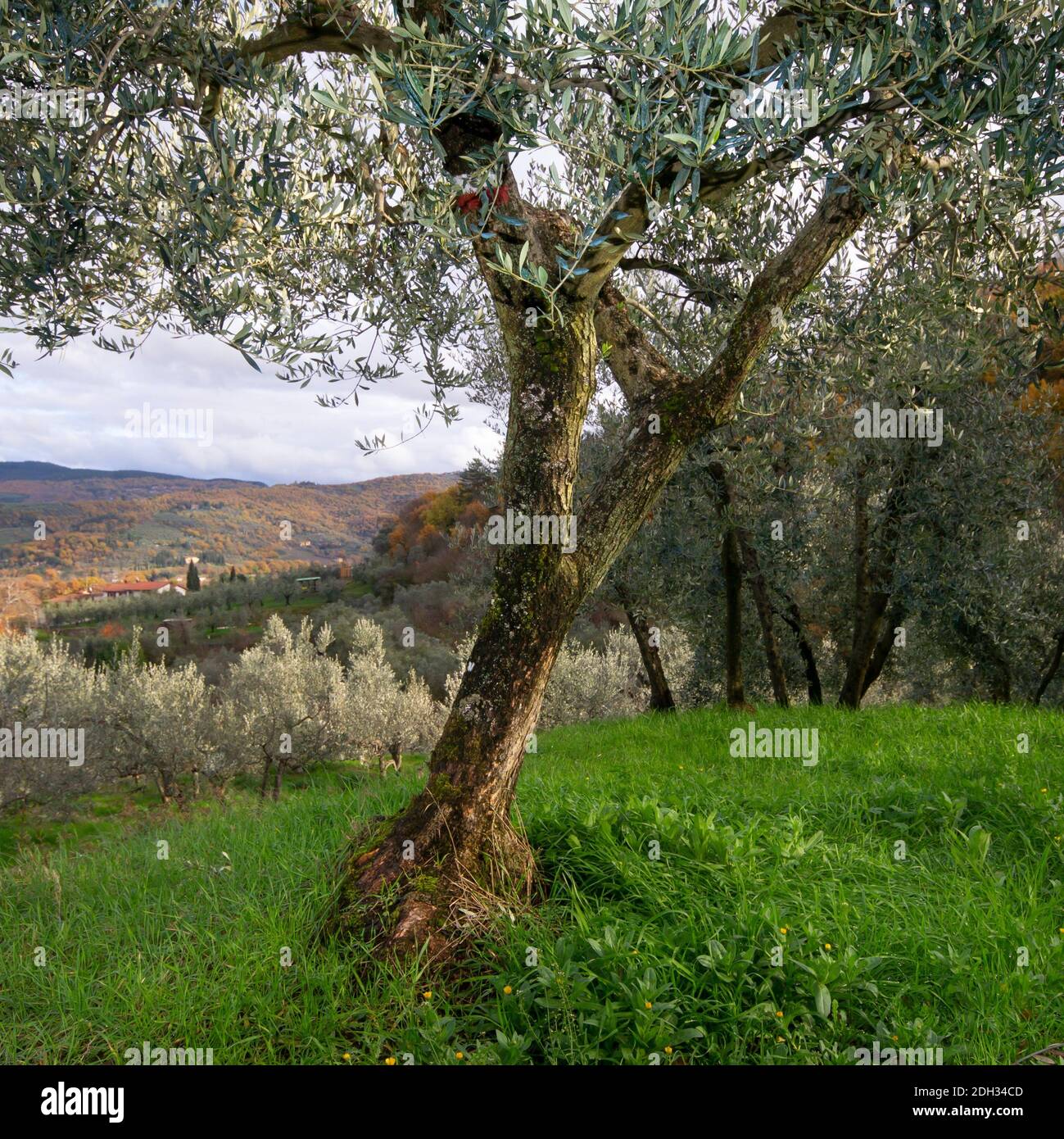 large olive tree against autumn landscape background Stock Photo - Alamy