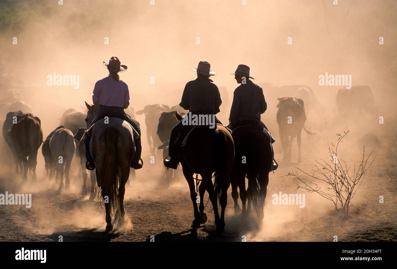 Cattle mustering in the dust of Western Queensland Stock Photo - Alamy