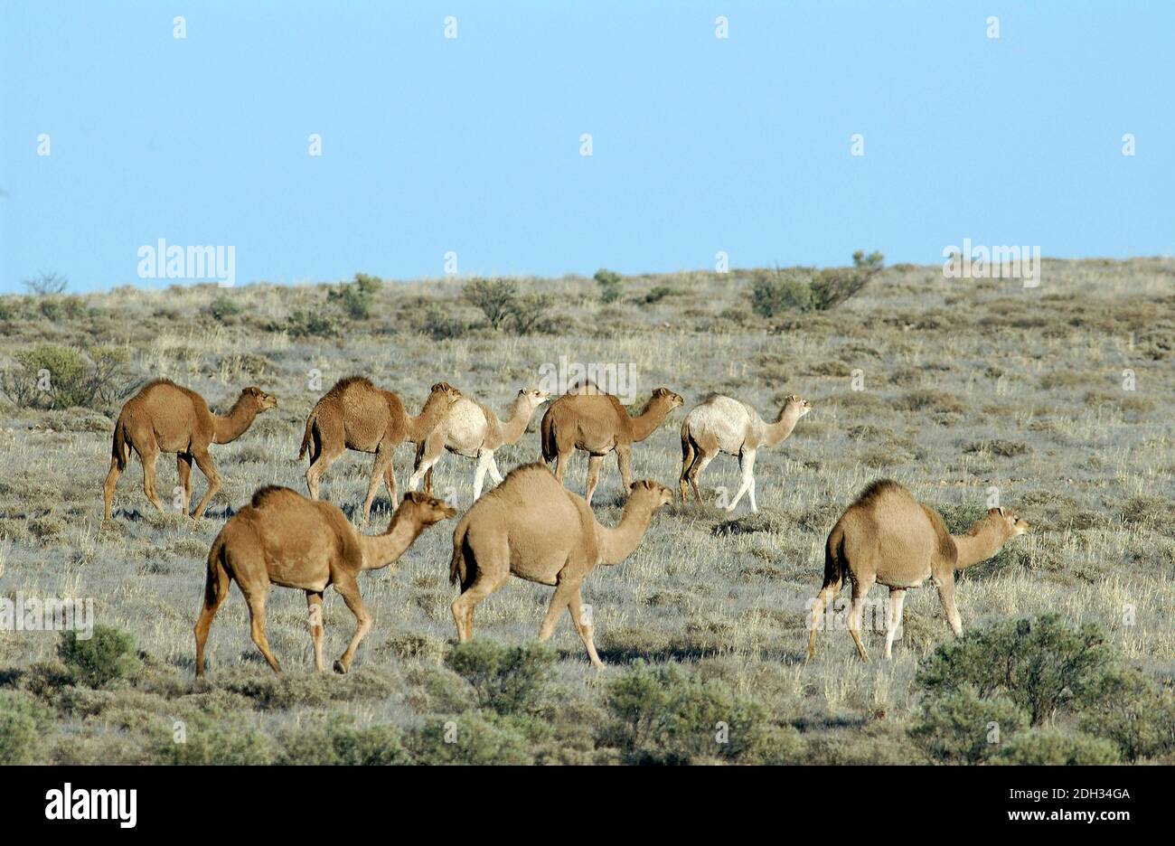 Wild feral camels in the Sturt Stony desert South Australia Stock Photo ...