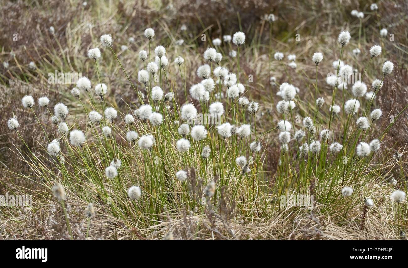 Cotton grass (Eriophorum) in the Black Bog Stock Photo - Alamy
