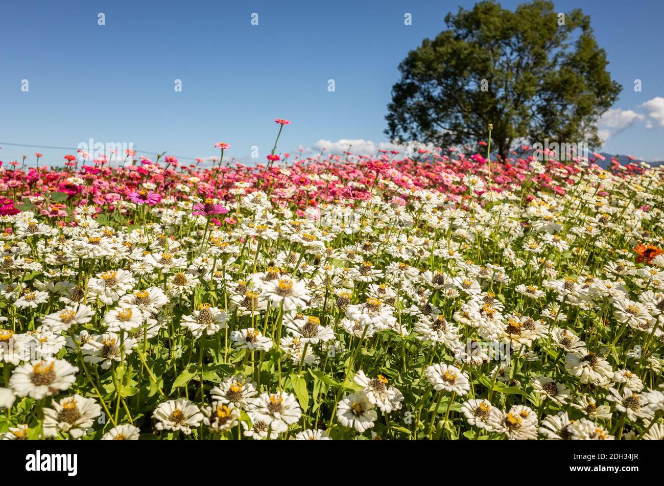 Beautiful cosmo flower field hi-res stock photography and images - Alamy
