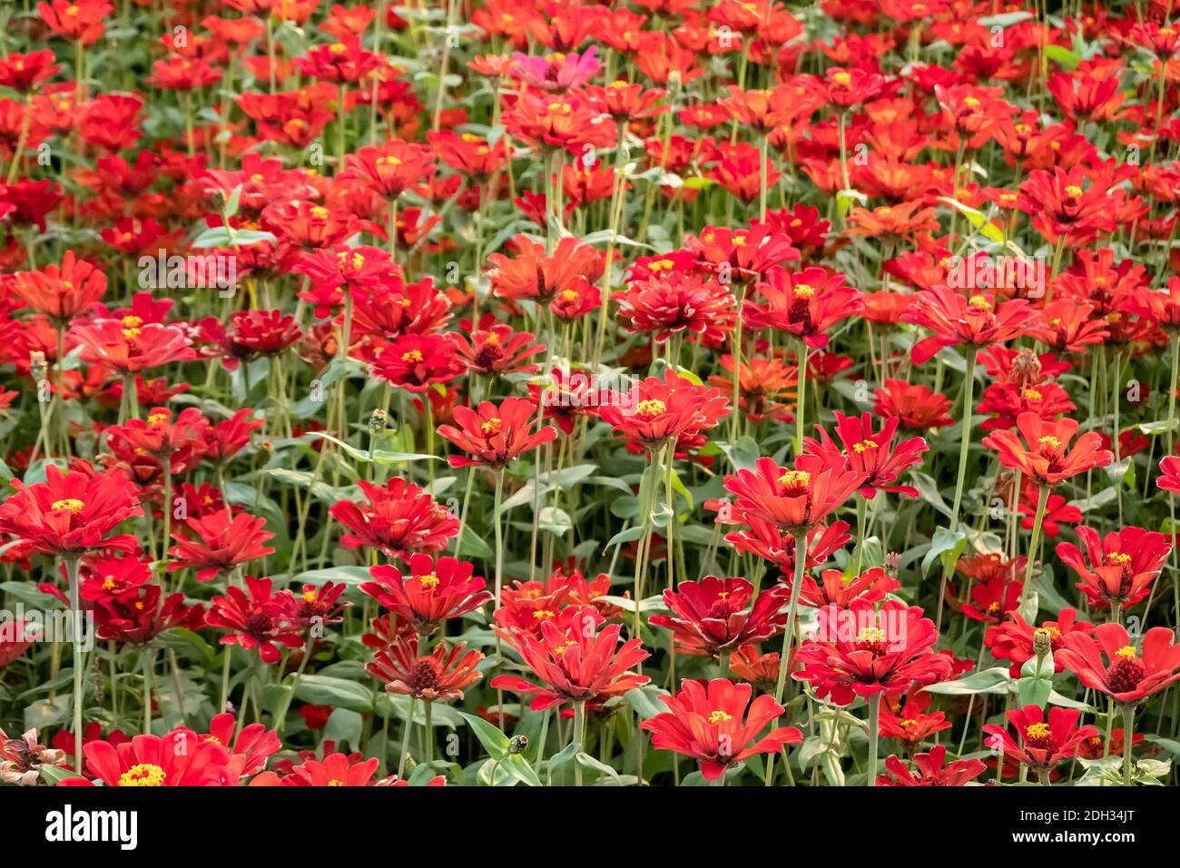 Colorful cosmos flowers farm Stock Photo - Alamy