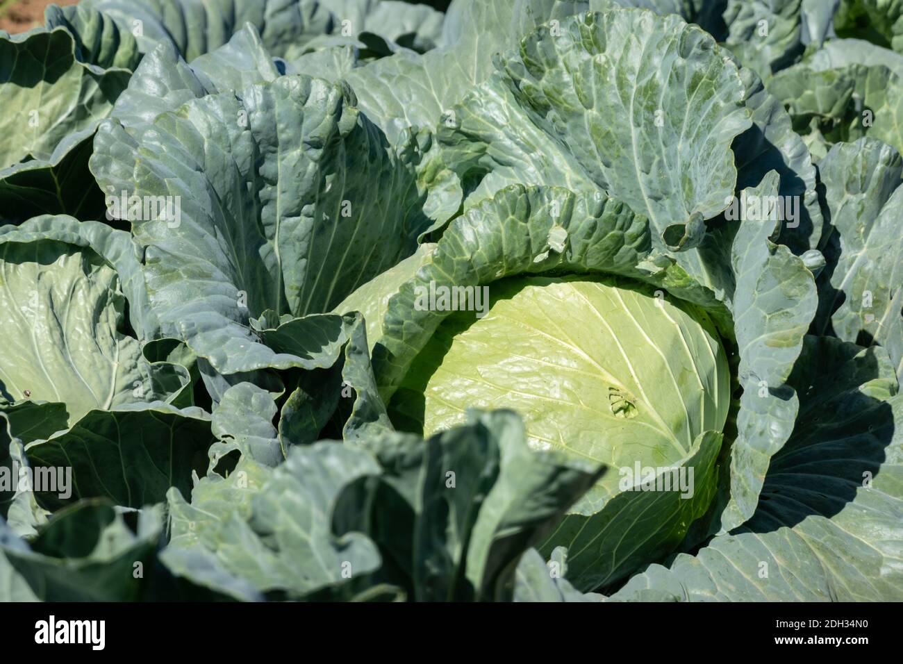 Landscape of green cabbage Stock Photo - Alamy