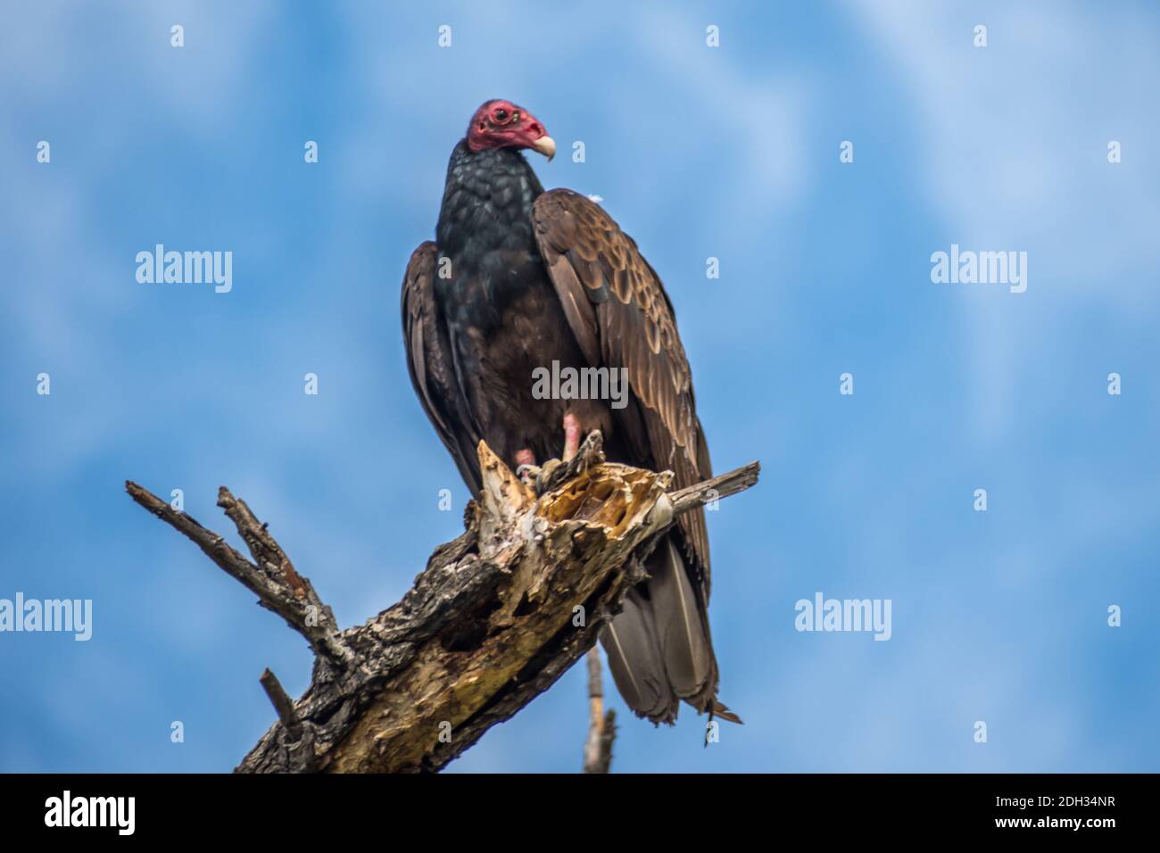 Beauty of vulture hi-res stock photography and images - Alamy