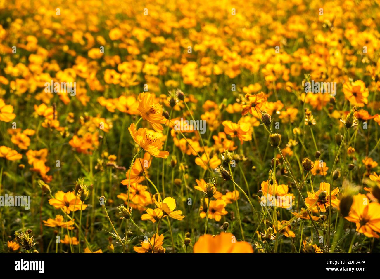 Colorful cosmos hi-res stock photography and images - Alamy
