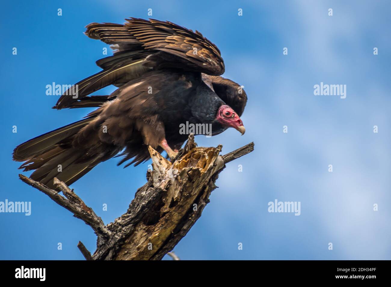 A large Turkey Vulture in Lake Elsinore, California Stock Photo - Alamy