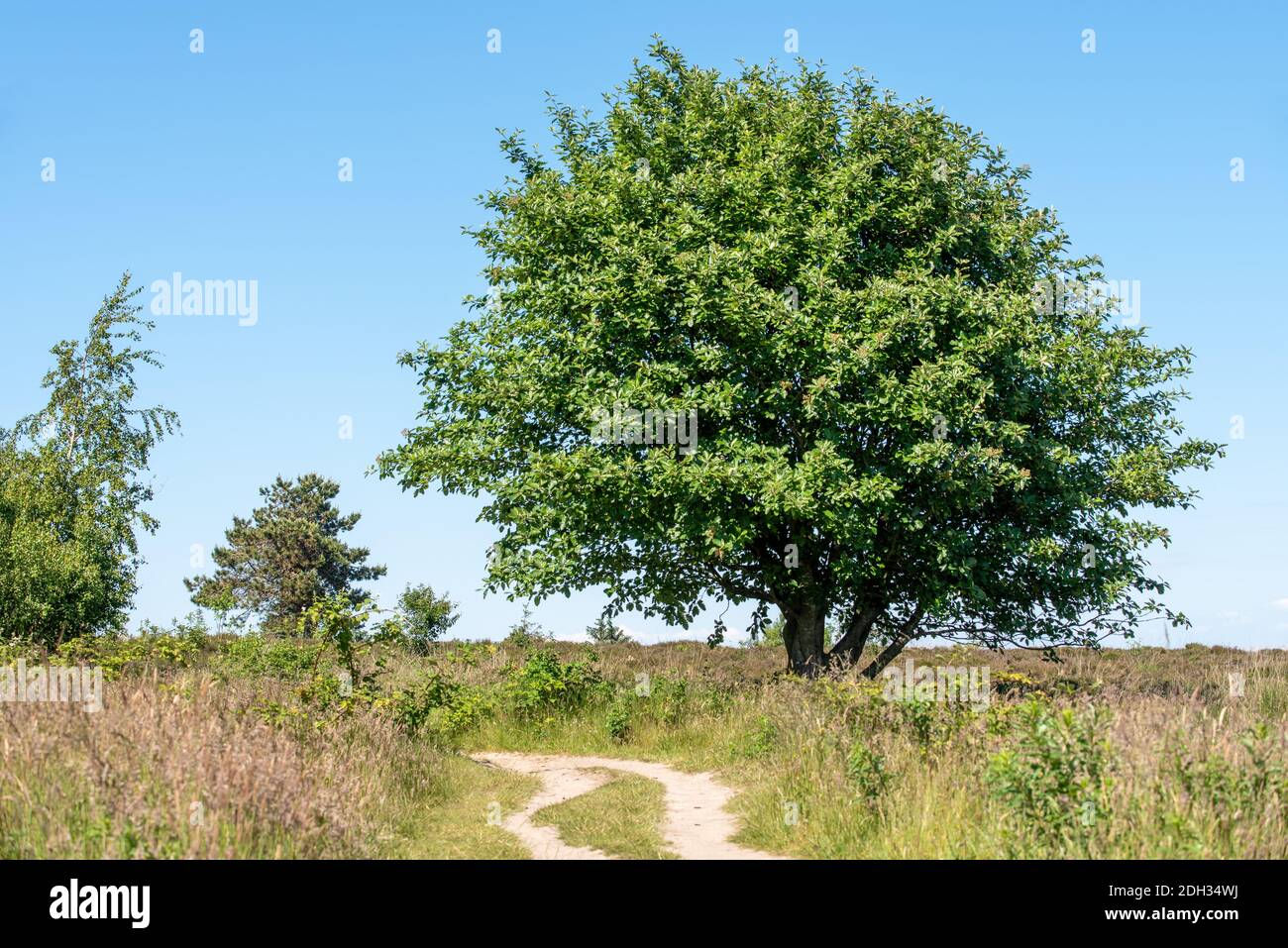 Tree on the way Stock Photo - Alamy