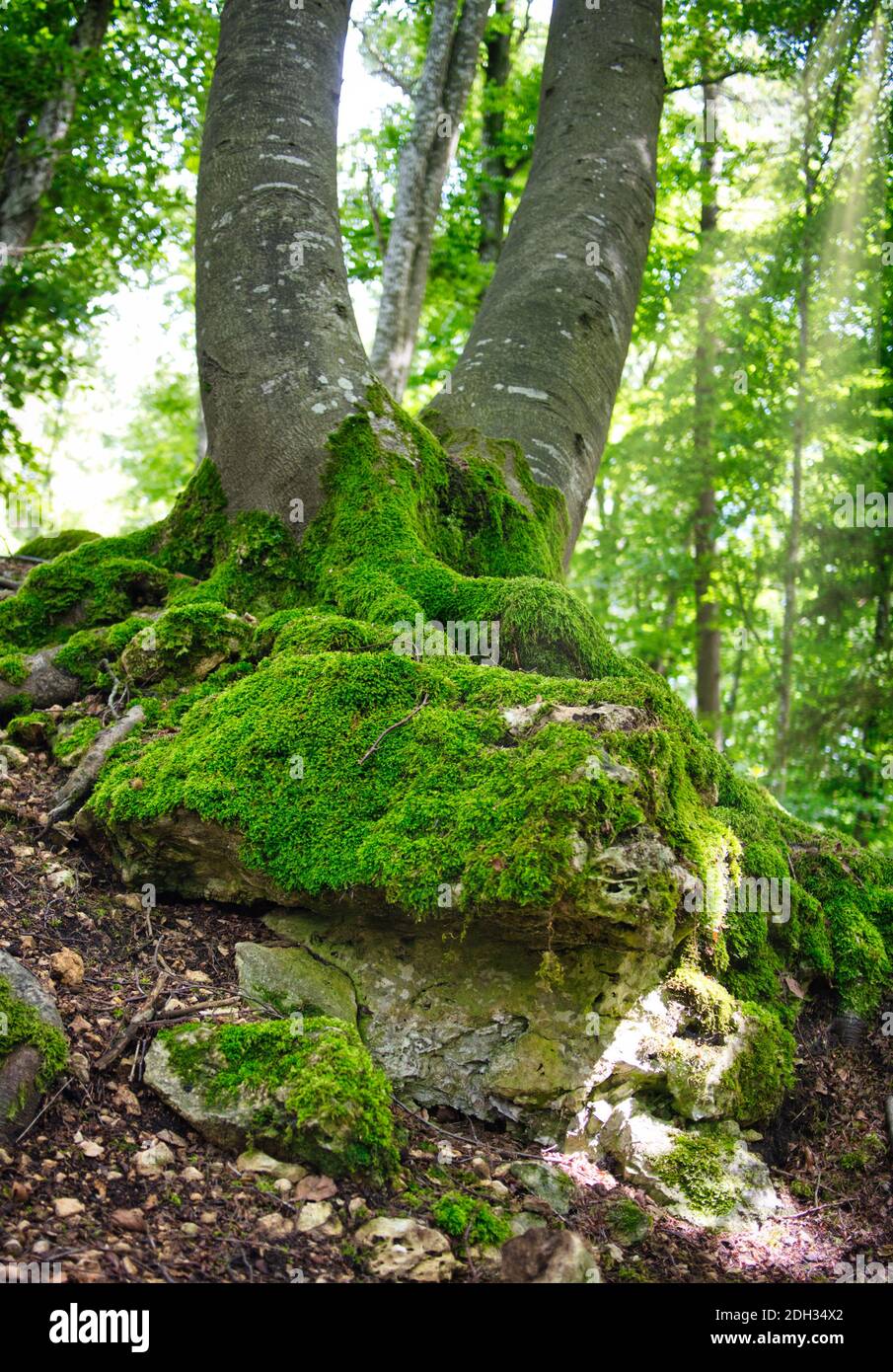 Tree with lots of moss Stock Photo - Alamy