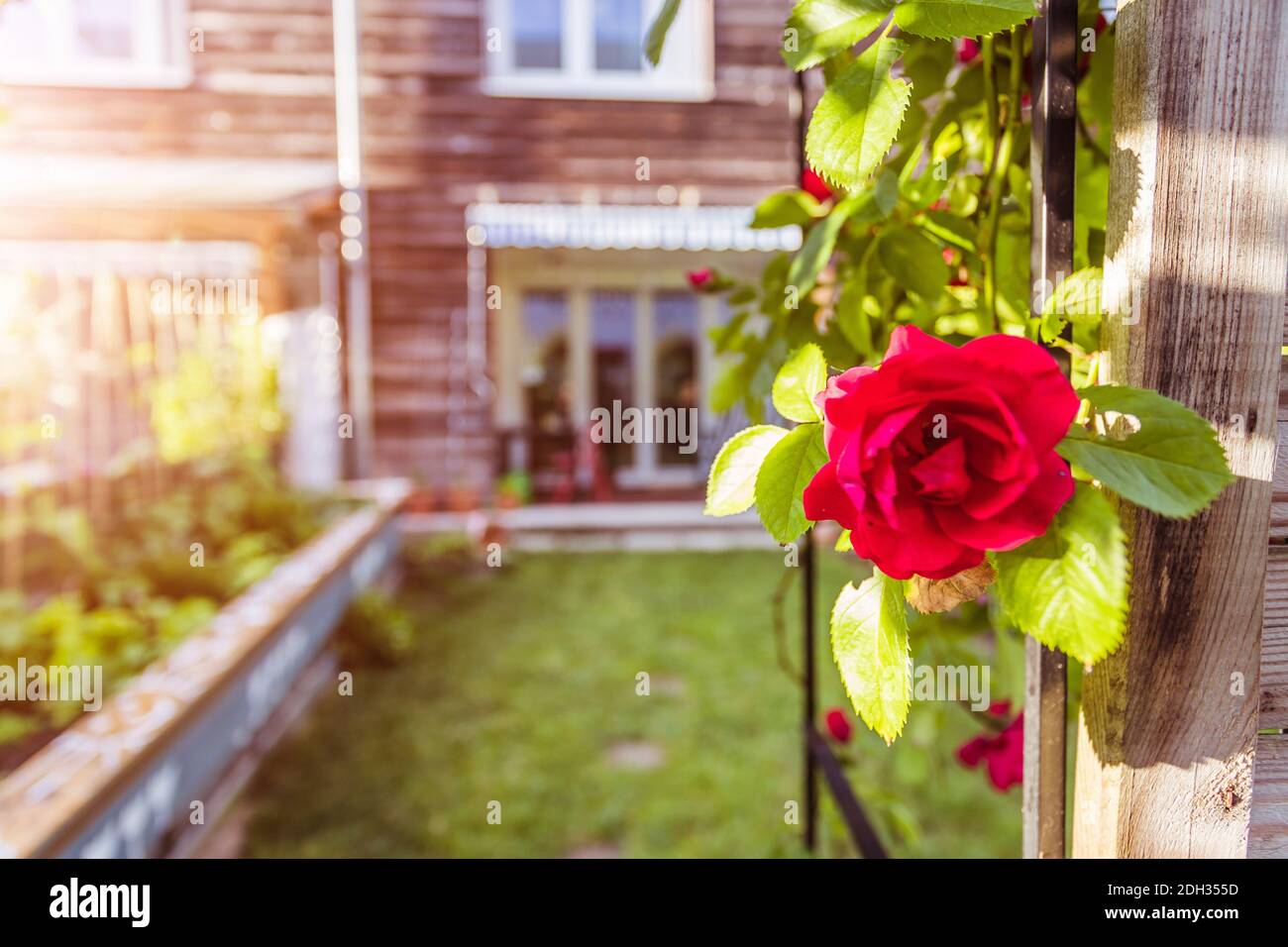 Idyllic garden in summer. Close up of rose flower, veranda, garden and ...