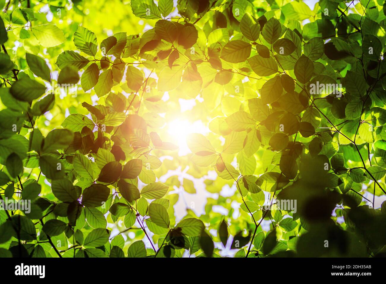 Impressive trees in the forest. Fresh green, spring time. Bottom view ...