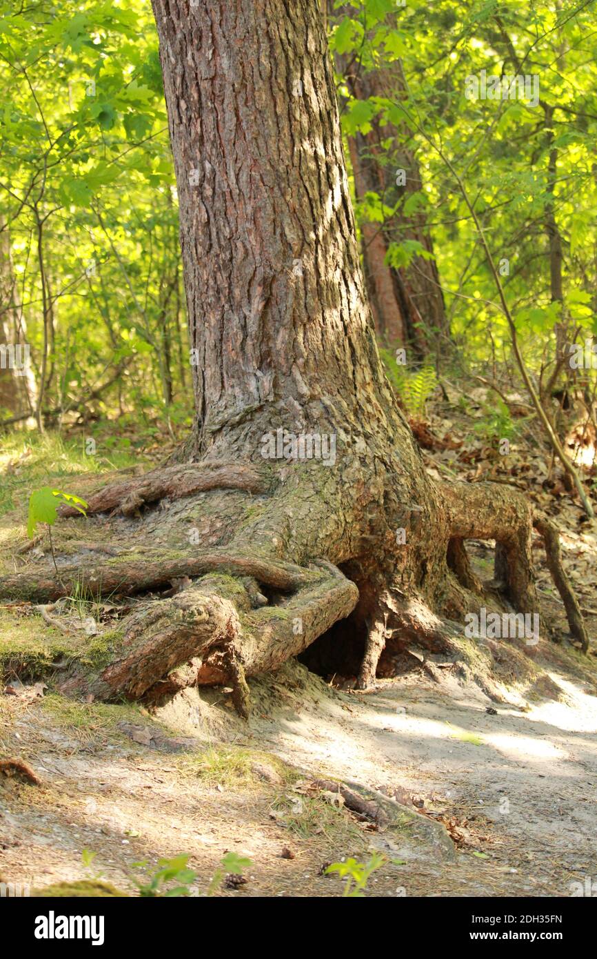 Vertical shot forest thick hi-res stock photography and images - Alamy