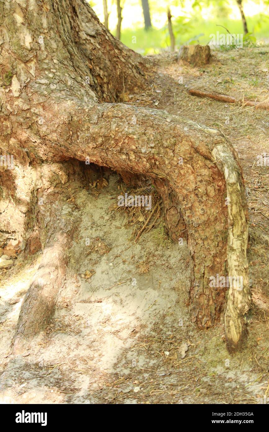 Vertical shot forest thick hi-res stock photography and images - Alamy