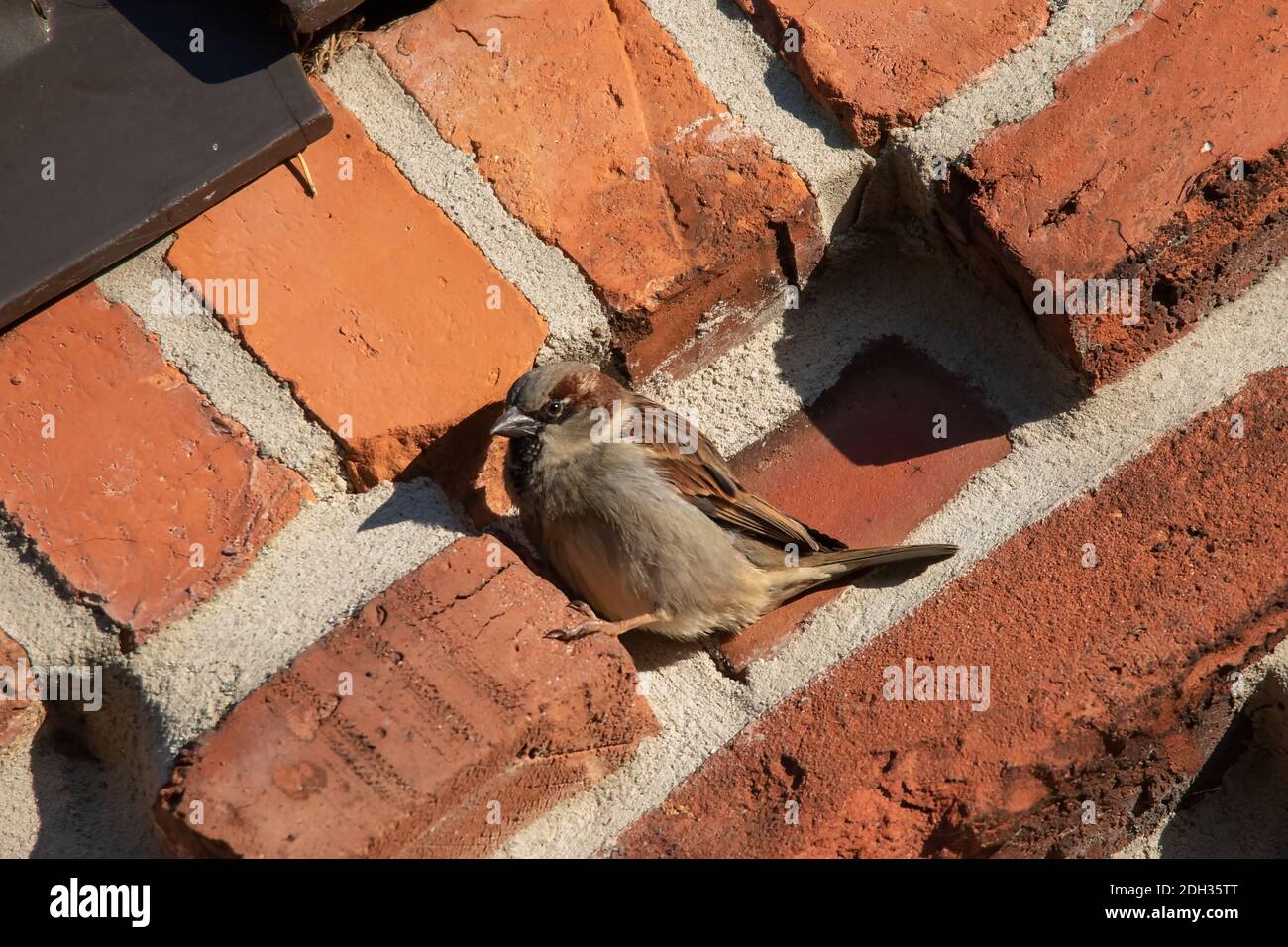 Sparrow eye hi-res stock photography and images - Alamy