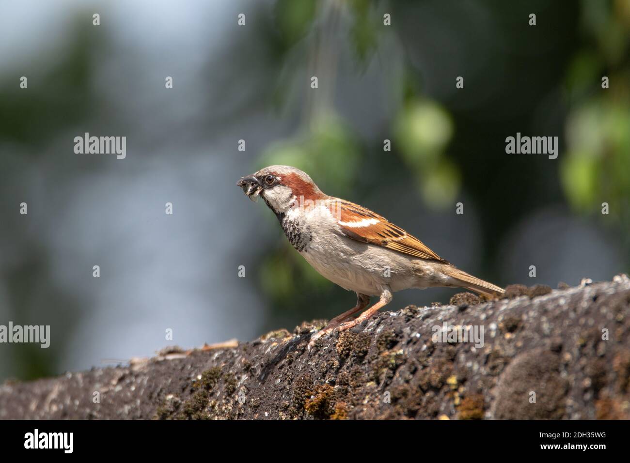 Sparrow sparrow hi-res stock photography and images - Alamy