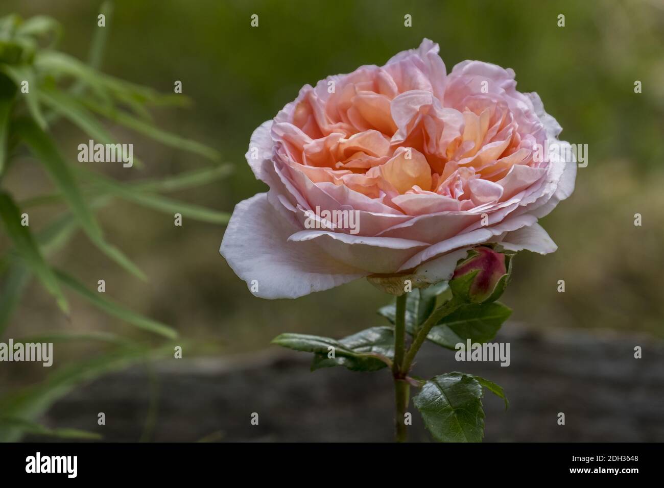 Rose (Rosa sp.) with raindrops Stock Photo - Alamy