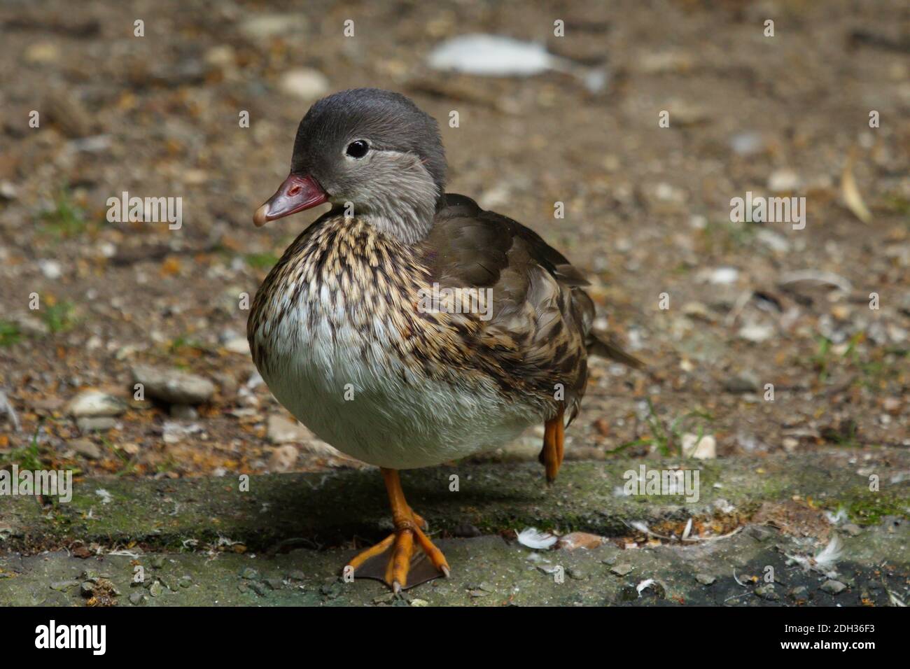 Eye male female hi-res stock photography and images - Alamy