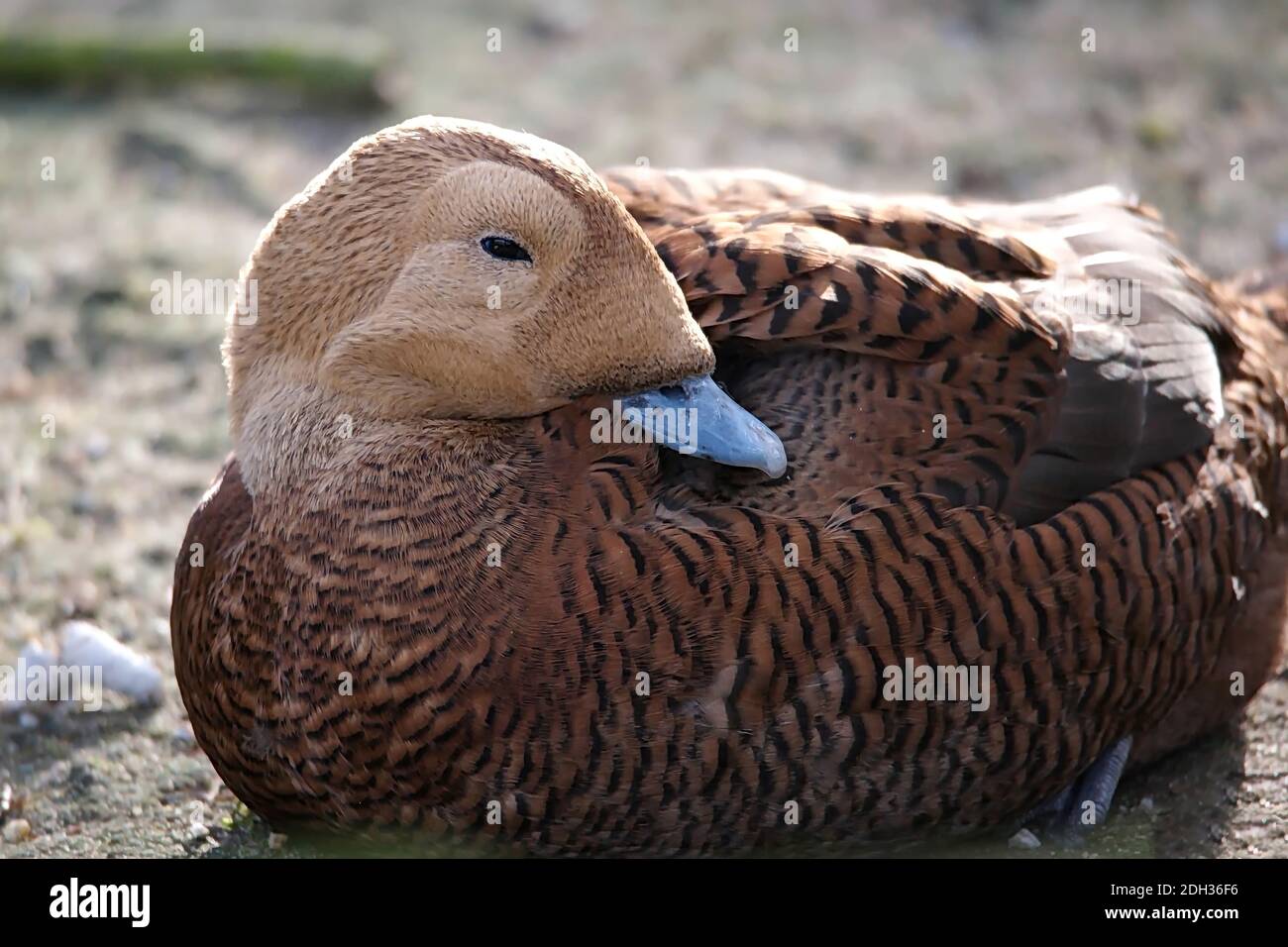 Plueschkopf Rudder Duck Stock Photo - Alamy