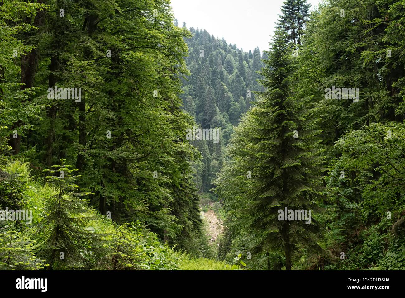 Subtropical rain green forest with many trees Stock Photo - Alamy