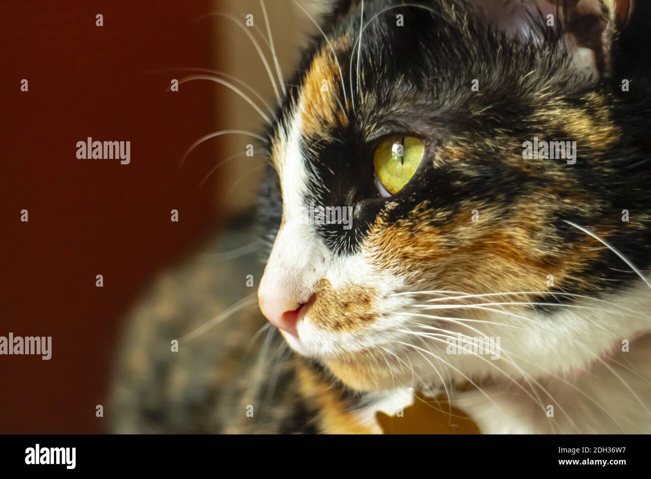 A Gorgeous House Cat Enjoys His Surroundings In A Home Environment ...