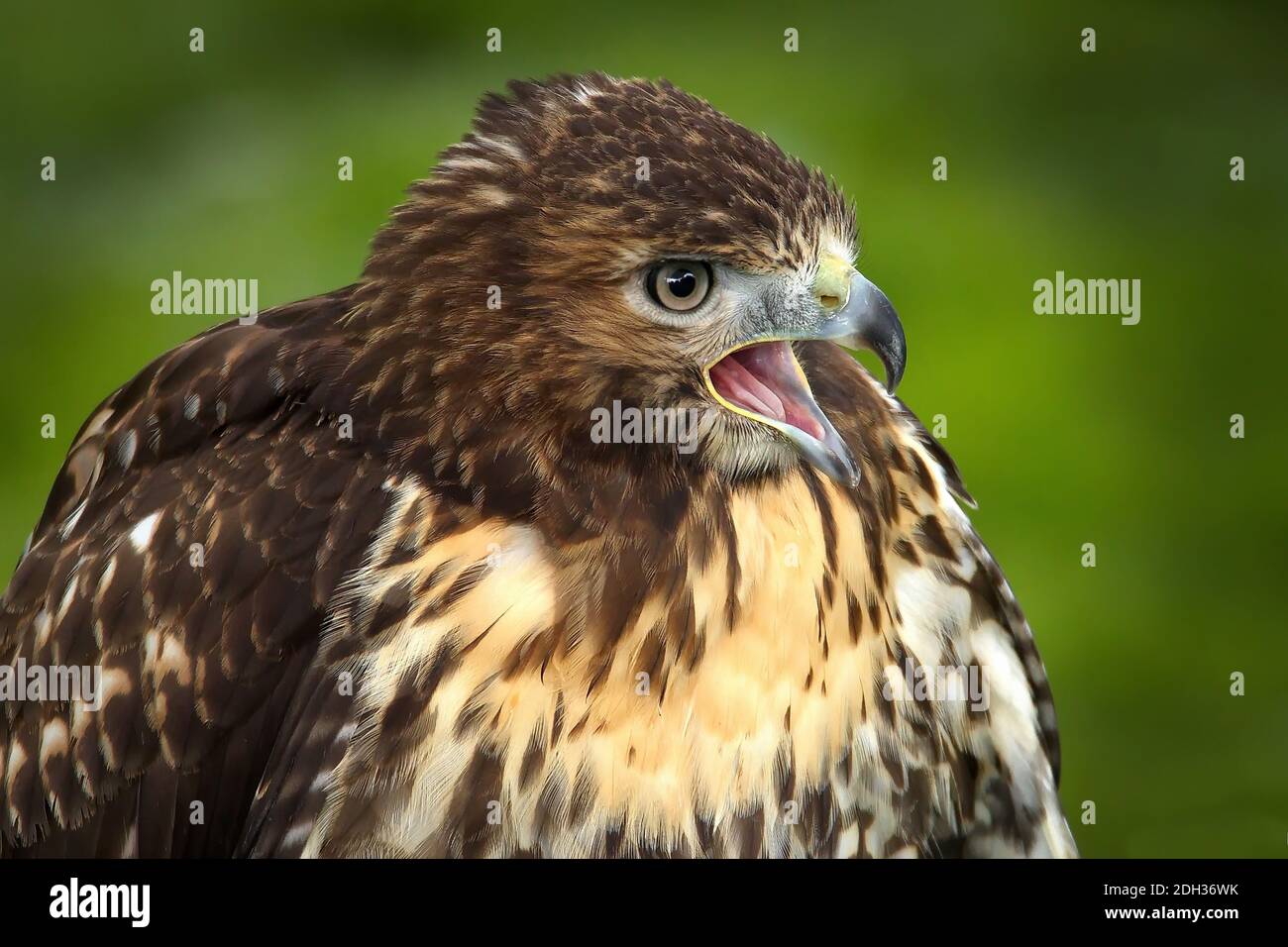 Marsh bussard hi-res stock photography and images - Alamy