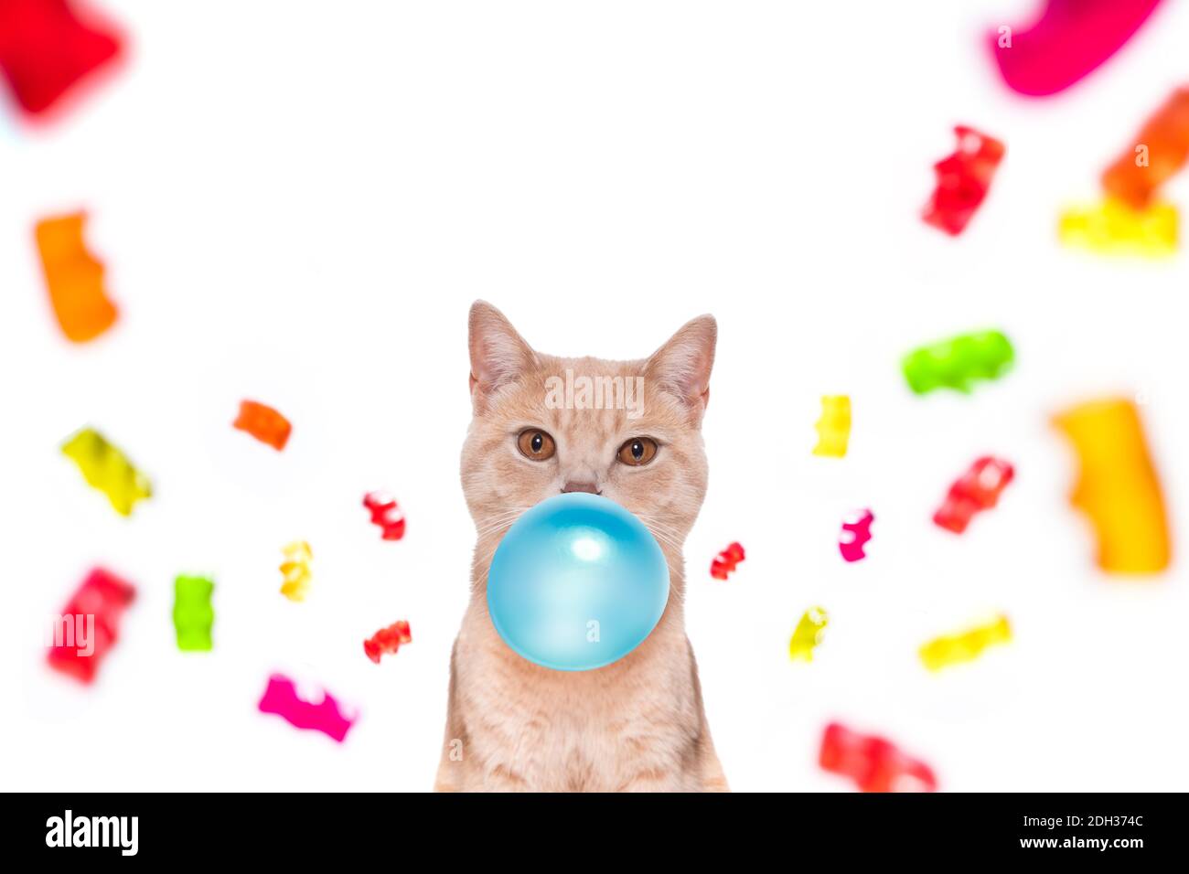 feline cat kitten eating sweet candies and chewing bubble gum, isolated ...