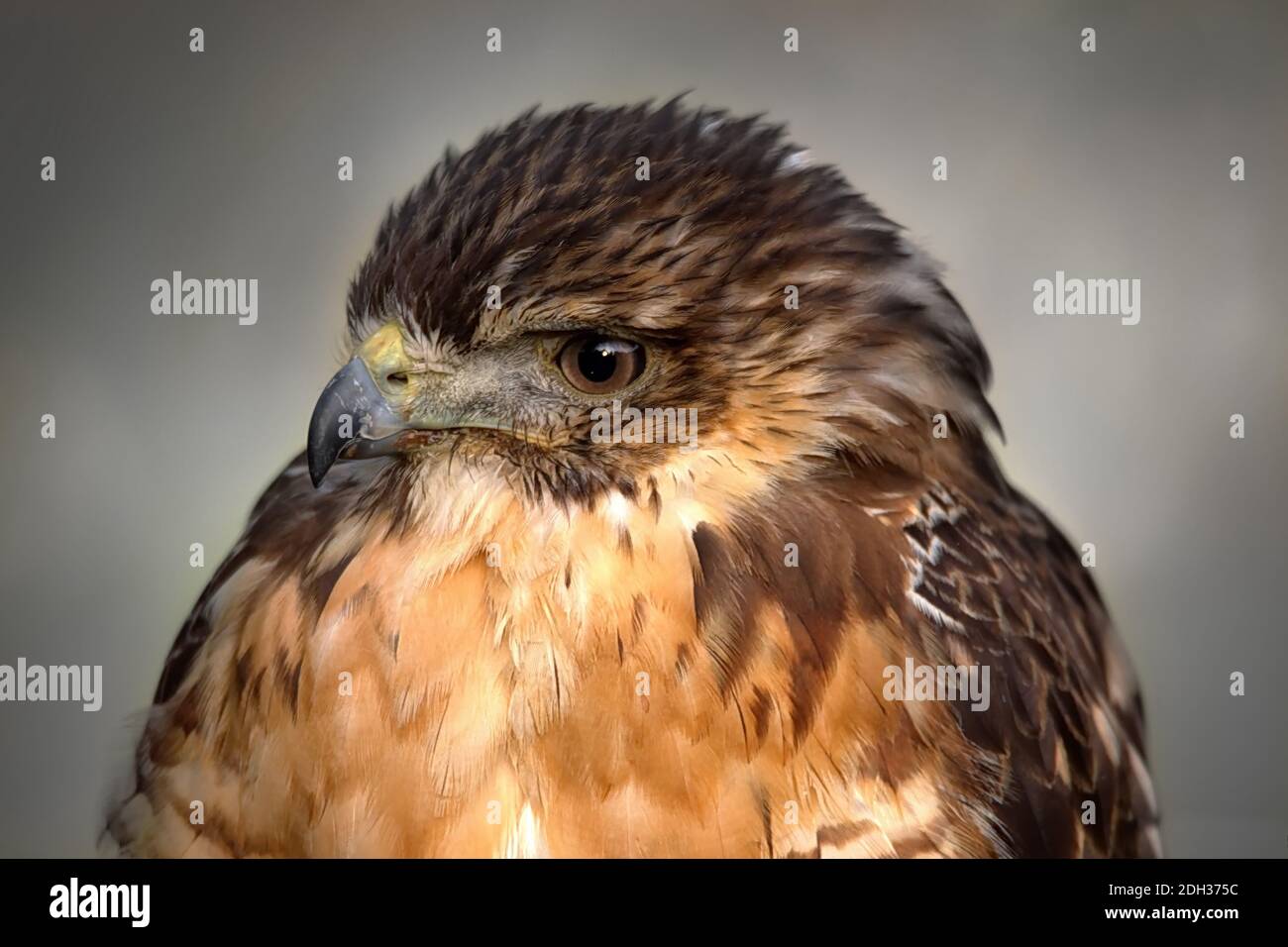 Hawk red beak hi-res stock photography and images - Alamy