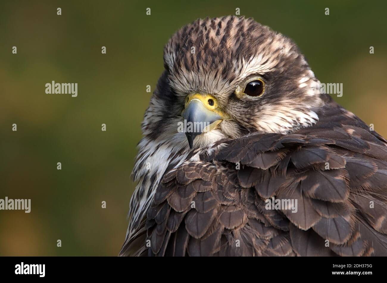 Red backed hawk hi-res stock photography and images - Alamy