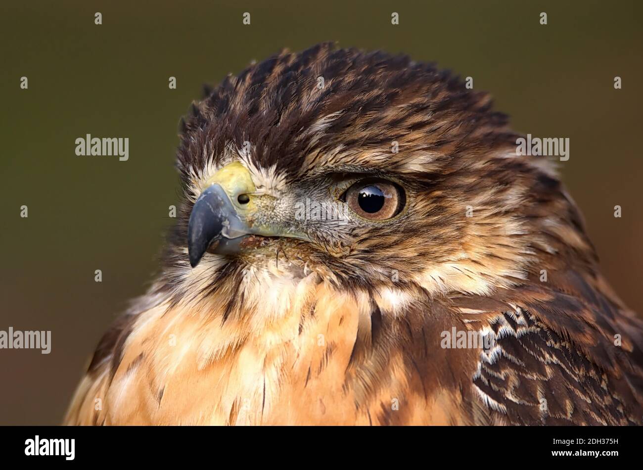 Red backed hawk hi-res stock photography and images - Alamy