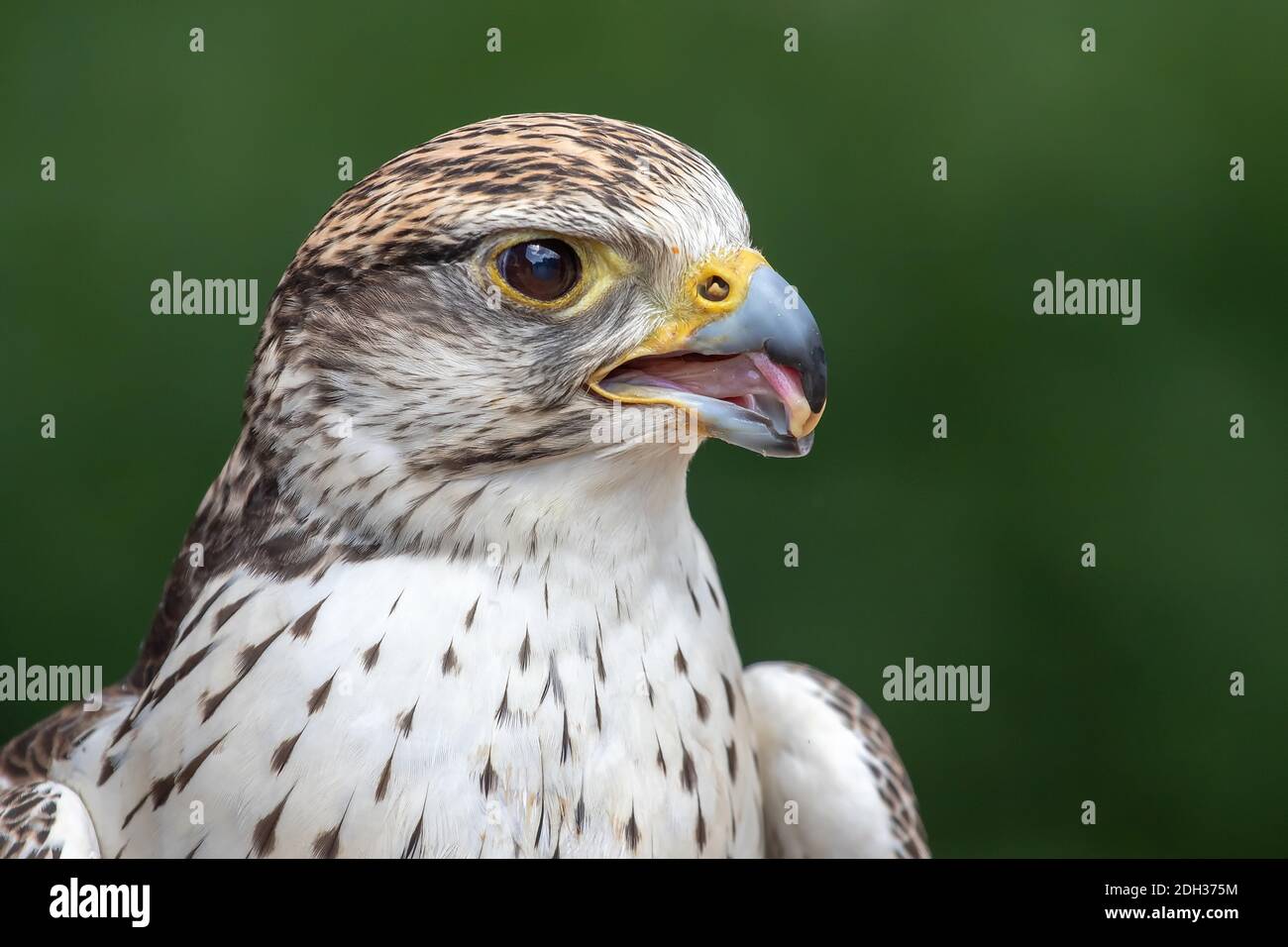Saker falcon wild hi-res stock photography and images - Alamy