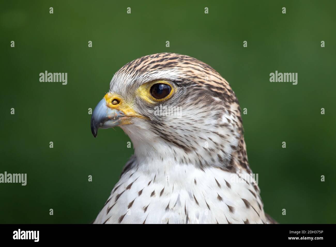 Saker Falcon Wild High Resolution Stock Photography and Images - Alamy
