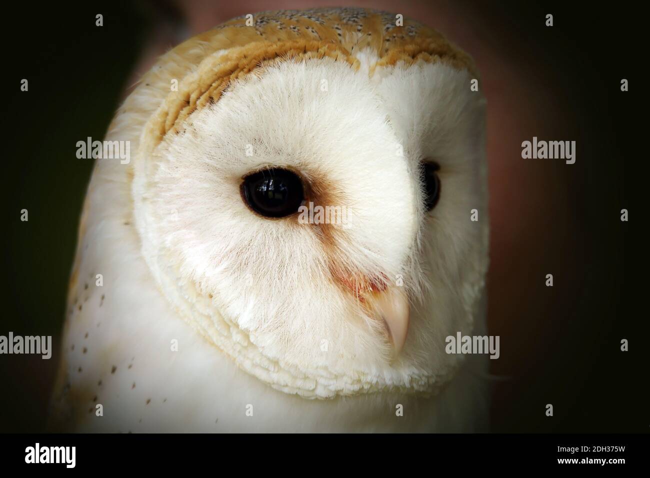 Barn owl, barn owl Stock Photo - Alamy