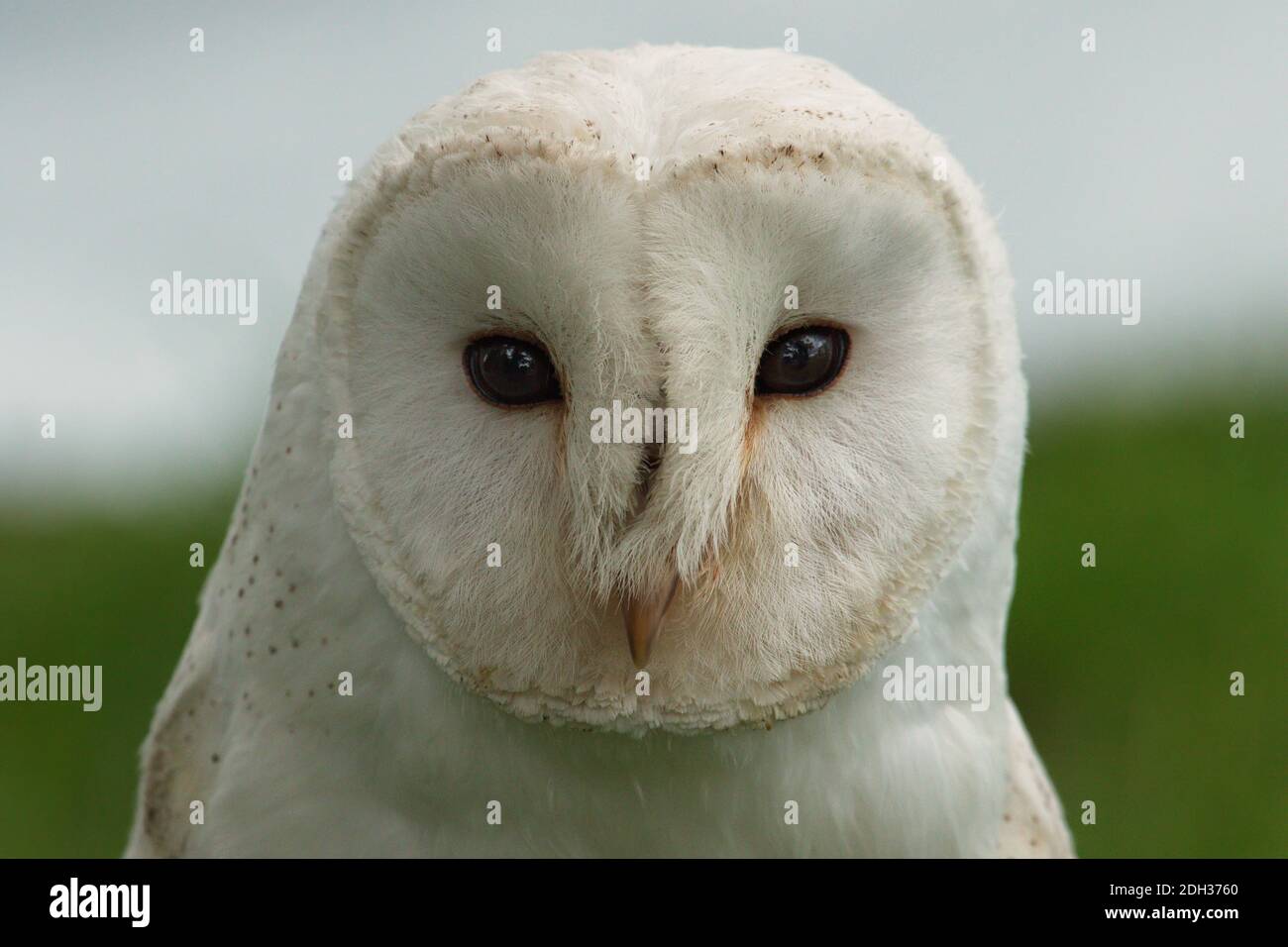 Barn owl, barn owl Stock Photo - Alamy