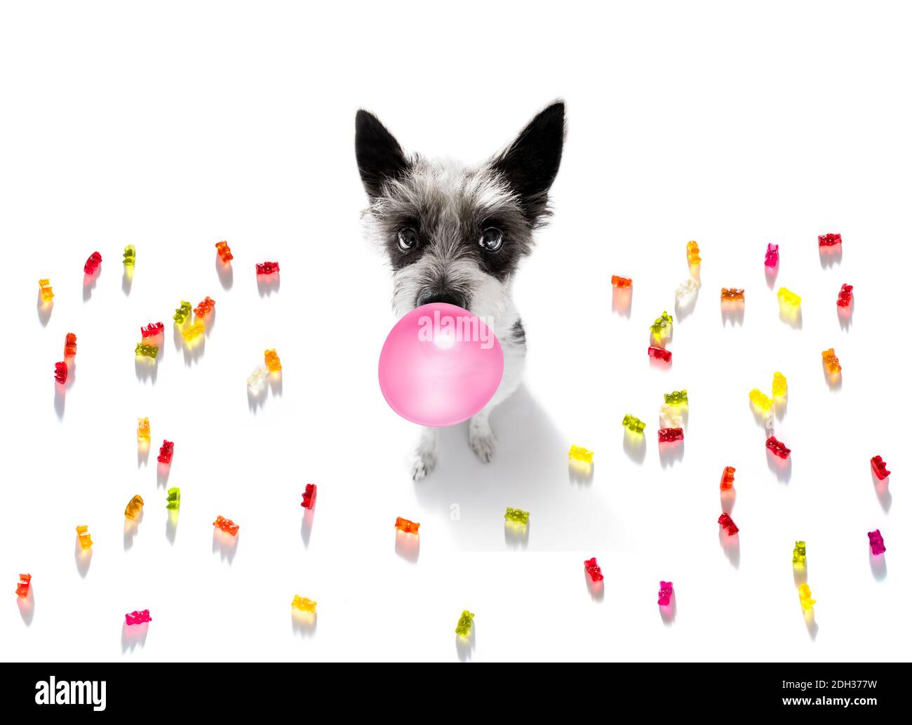Poodle terrier dog eatting sweet candies , with chewing , bubble gum ...