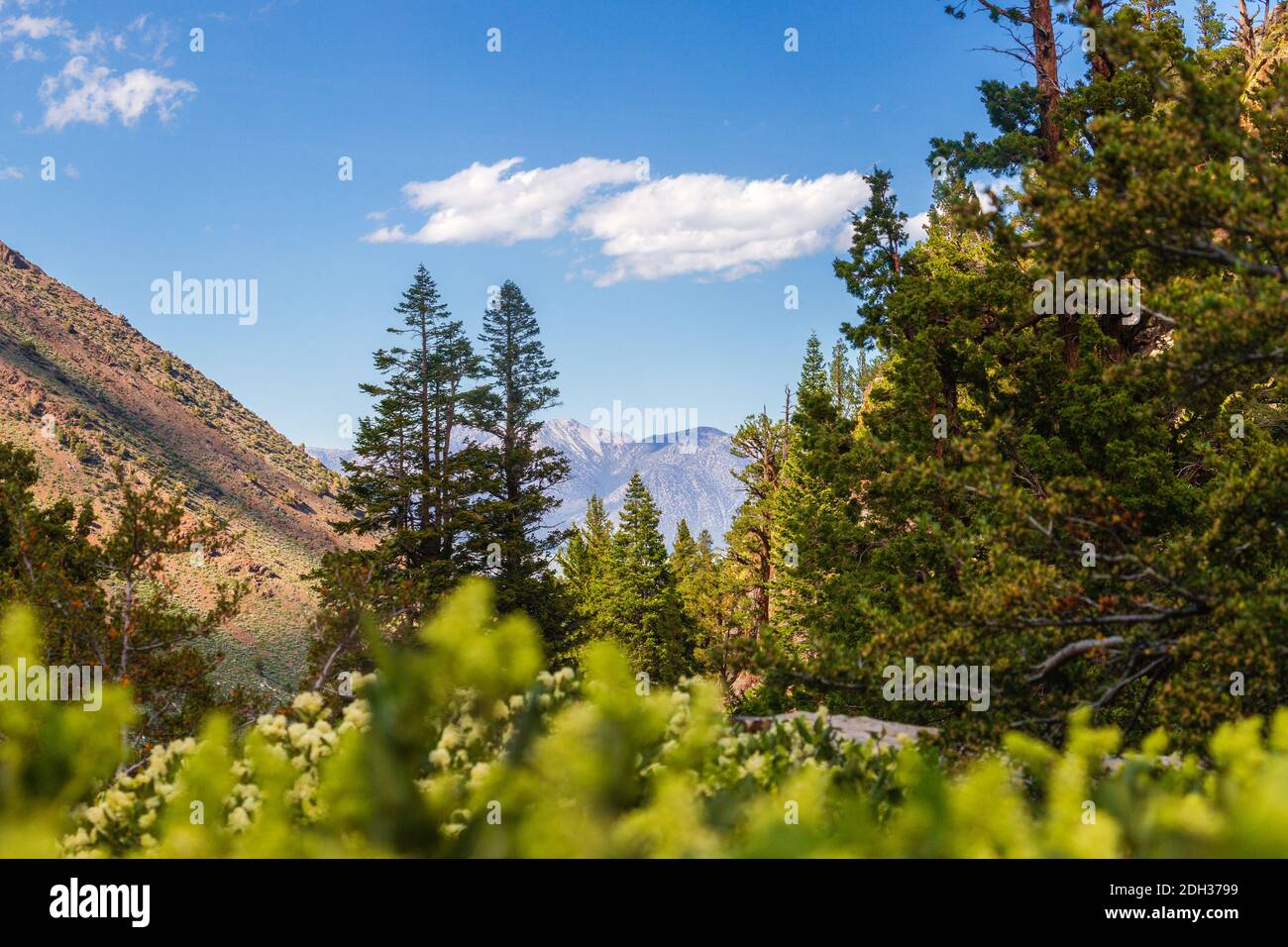 Rocks, trees and plants in mountain landscape Stock Photo - Alamy
