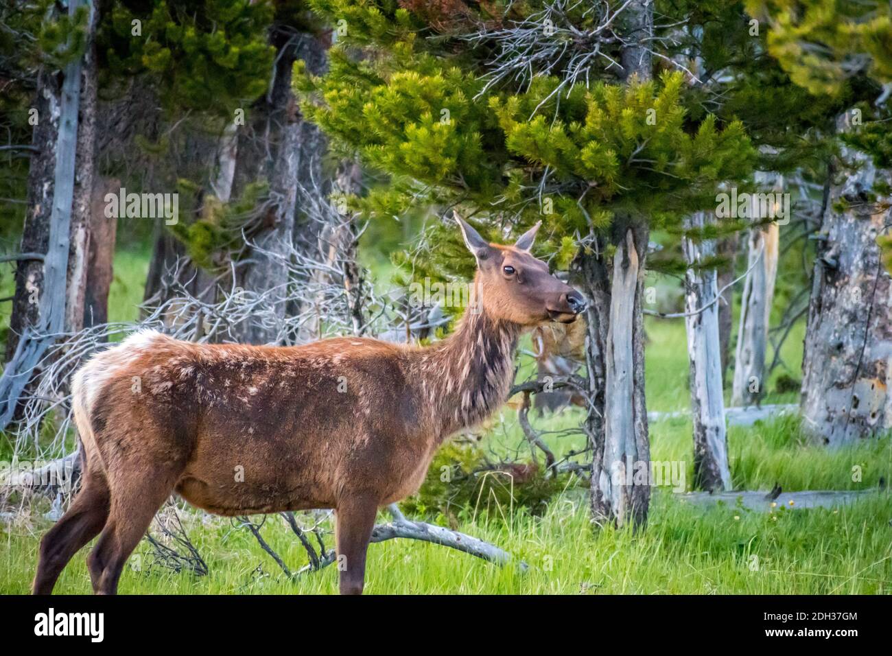 Baby Elk High Resolution Stock Photography and Images - Alamy