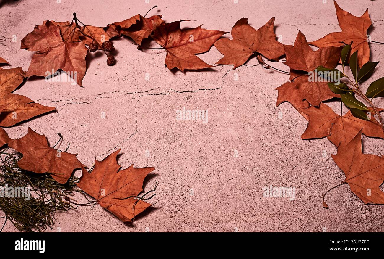 Autumn leaves on cracked ground, front view, dry leaves Stock Photo - Alamy