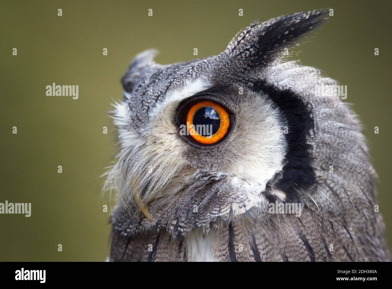 Eule animal hi-res stock photography and images - Alamy